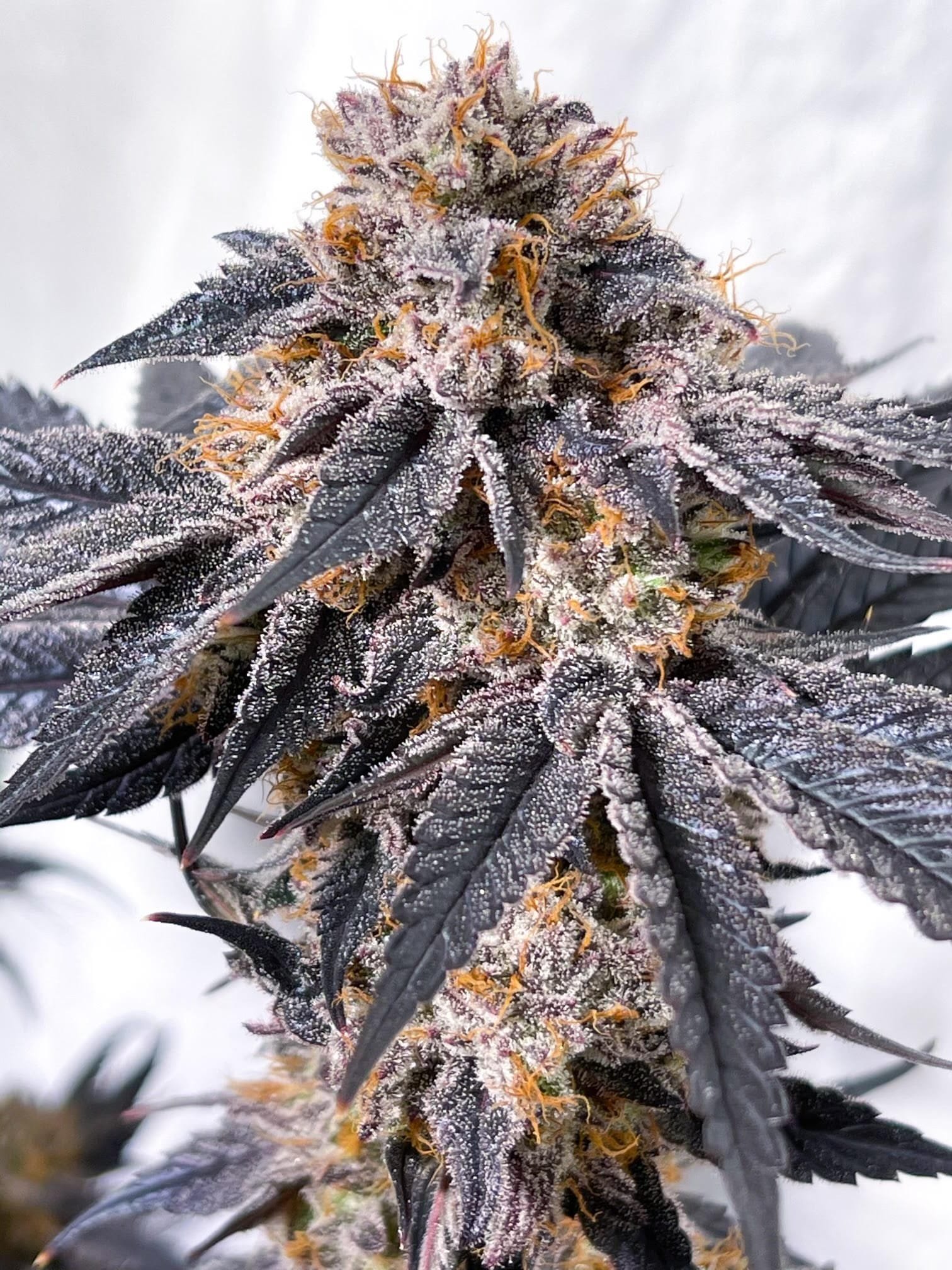 Lovin In Her Eyes - Mars Hotel [Regular] - 15 Seeds | Biltong & Budz