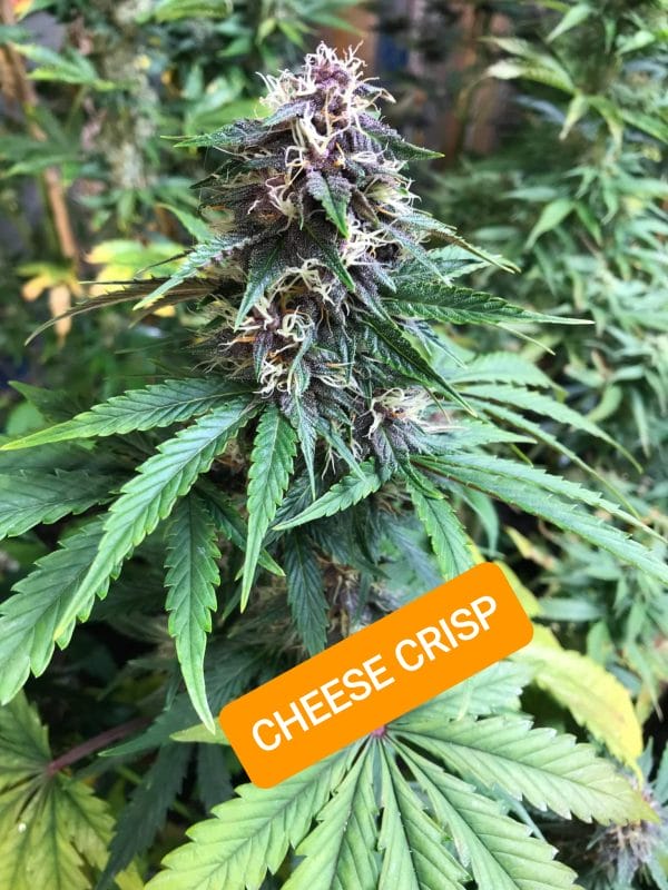 E-M Seeds - Cheese Crisp [Fem Autoflower] - Biltong and Budz