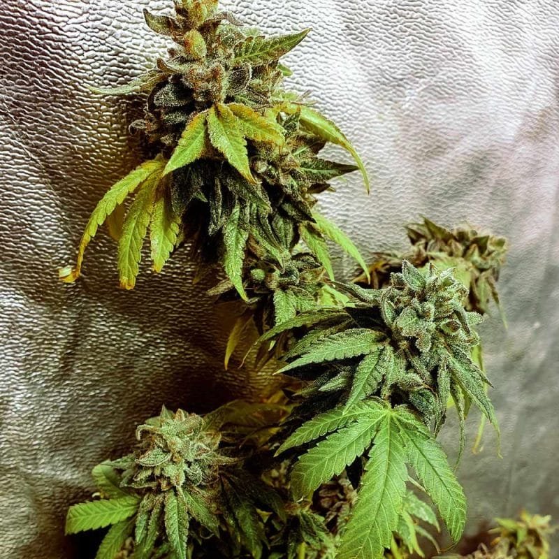 Holy Smoke Seeds - Black Cherry Cakes [Feminized] | Biltong & Budz