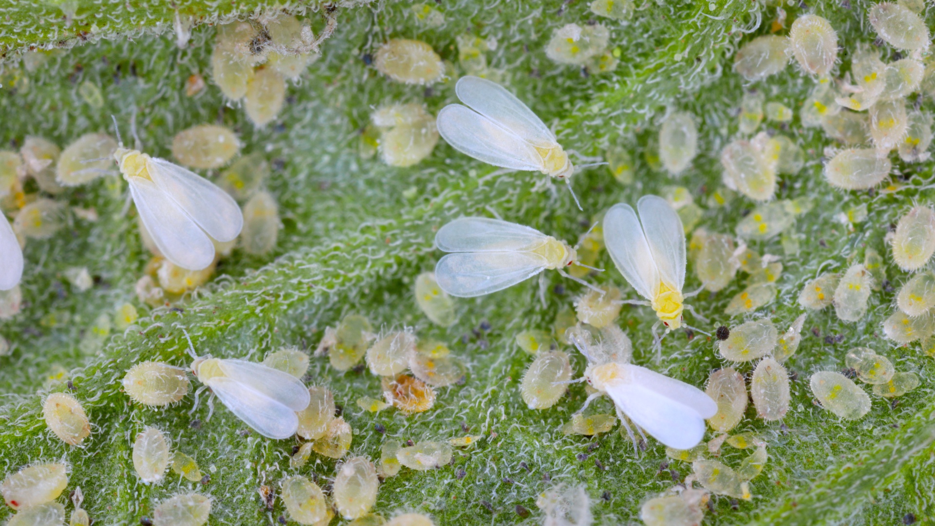 Identifying and Treating Whiteflies on Cannabis | Biltong & Budz