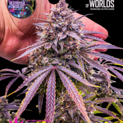 Buy Cannabis Seeds in South Africa (Over 700 Strains)