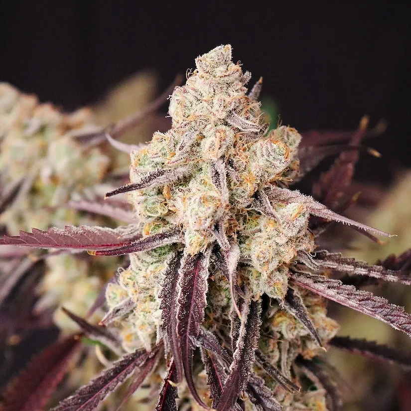 Lovin In Her Eyes - Straw-Lectric Lemonade [Feminized] | Biltong & Budz